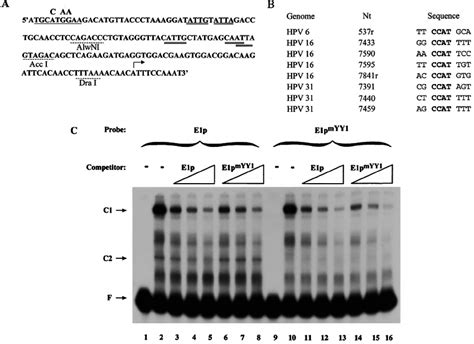 Mutation Of The Yy1 Binding Site Results In Loss Of Yy1 Binding A