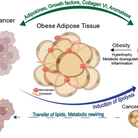 Crosstalk Between Adipose And Breast Cancer Cells Obesity Leads To