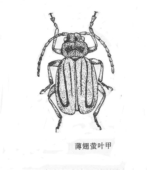 薄翅萤叶甲 植保 园林网