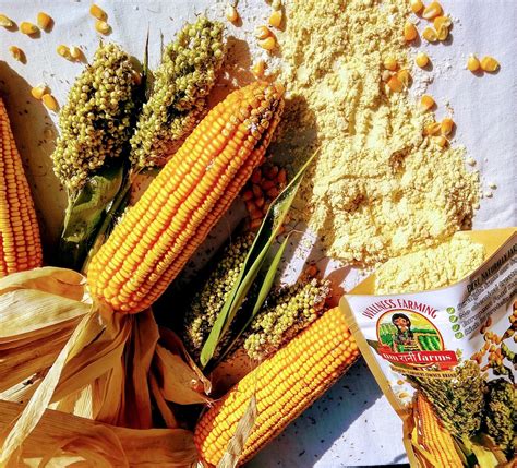 Maize Flour Umrani Farms