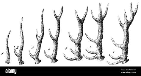 Red Deer Antlers Development Cervus Elaphus Encyclopedia 1893