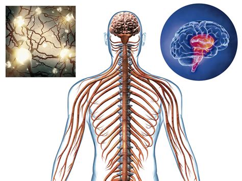 Cuerpo humano toda la información del sistema nervioso y un material