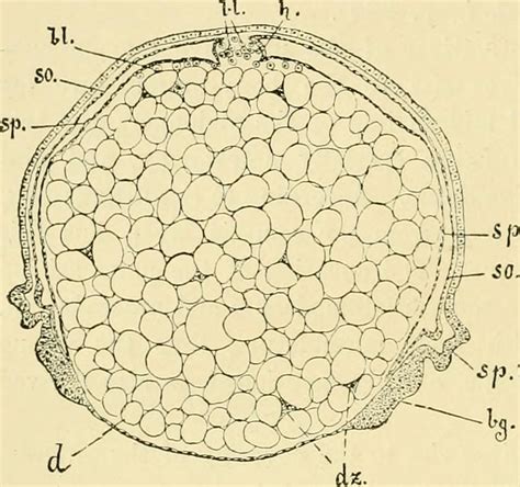 Image From Page 105 Of Text Book Of The Embryology Of Inv Flickr