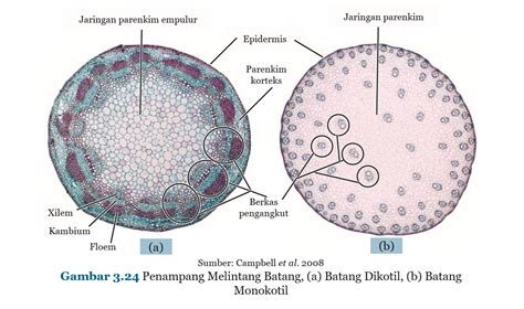 Blog Belajar Ipa Smp Struktur Dan Fungsi Jaringan Pada Batang
