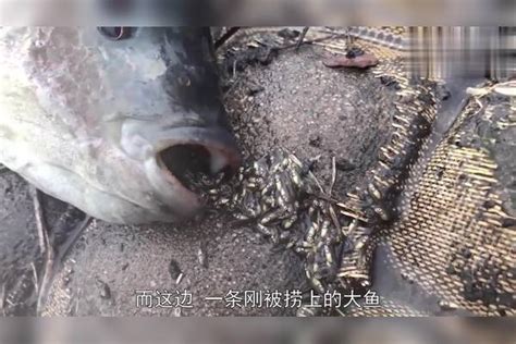 宠物鱼三天不吃不喝用牙签撬开它的嘴巴一看竟然有东西 牙签 宠物鱼 嘴巴