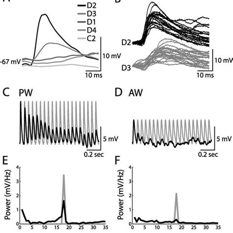 Barrel Cortex Neurons A Biocytin Filled Spiny Stellate Neuron From