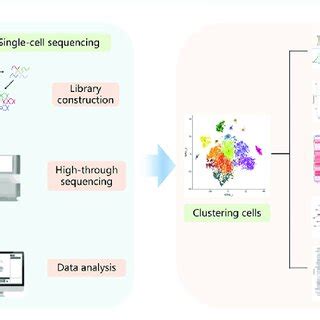 Schematic Diagram Of The Single Cell Sequencing Workflow Cells Are Download Scientific Diagram