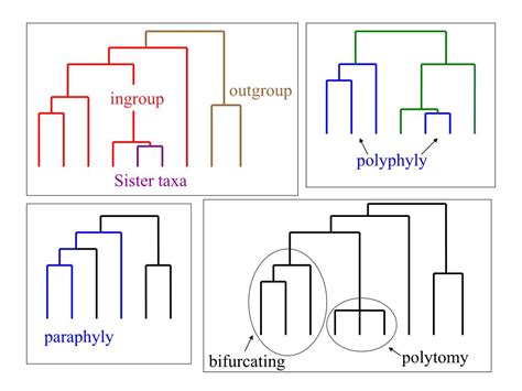 Ppt Lecture 1 Overview Of Phylogenetic Methods And Applications Powerpoint Presentation Id