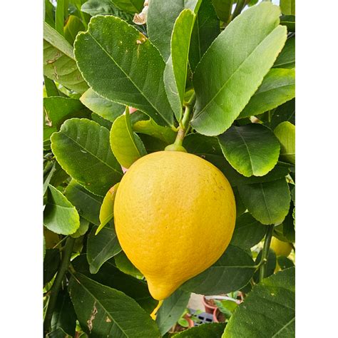 Mini Lemon Tree House Home Potted Plant Gardening Landscaping Shopee