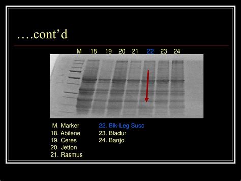 Ppt Phylogenetic Analysis Of 24 Brassica Species Using Ssr Markers