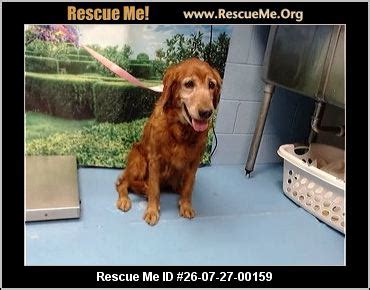 California Golden Retriever Rescue Adoptions Rescue Me
