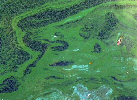 Top 10 Oldest Animal Species On Earth The Mysterious World