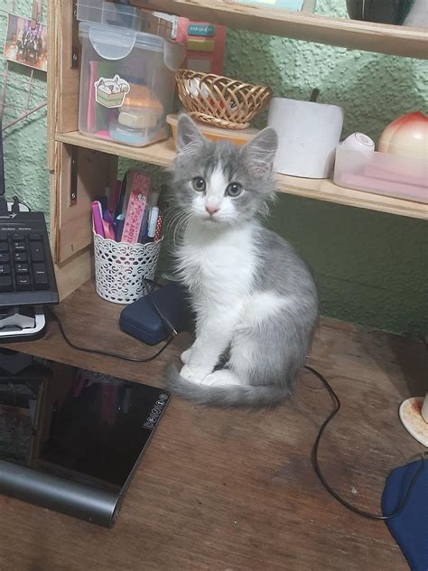 He Used To Be So Tiny R Illegallysmolcats