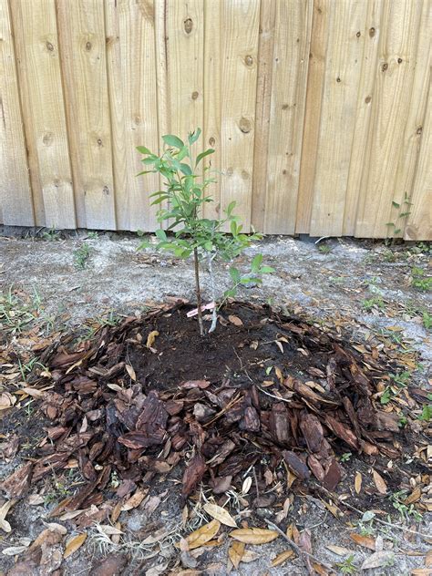 Holi Hurricane On Twitter New Lil Bb Plants At My House Https