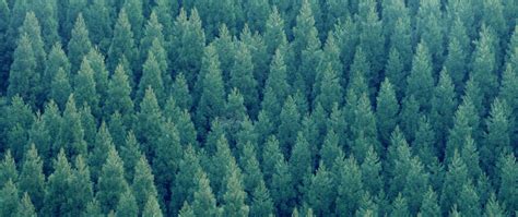 How To Protect Sensitive Data With Cypress Dev Community