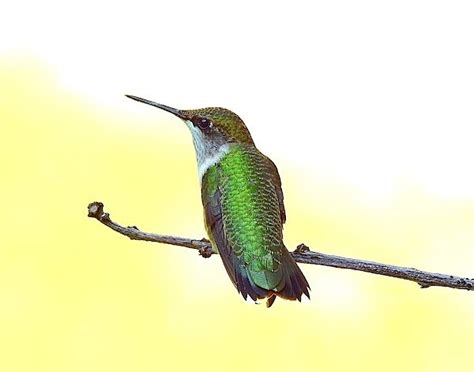 On Guard By Carmen Macuga Photography Description Digital Photography Fine Art America