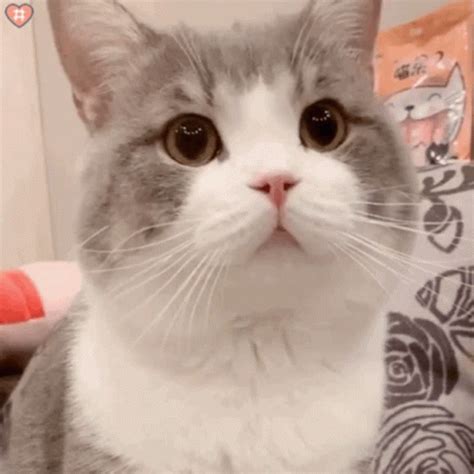 Potato Mr Potato Potato Mr Potato Meow Discover Share GIFs