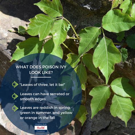 5 Natural Remedies For Poison Ivy Rashes Allegheny Kiski Health Foundation