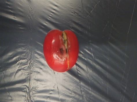 Ripeness Of Tomatoes Object Detection Model By Cropcare Sentinal Prototype