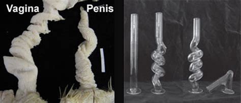 Ballistic Penises And Corkscrew Vaginas The Sexual Battles Of Ducks