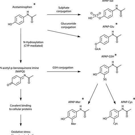 Pathways Of Acetaminophen Apap Metabolism Apap Sulphate Apap Sul