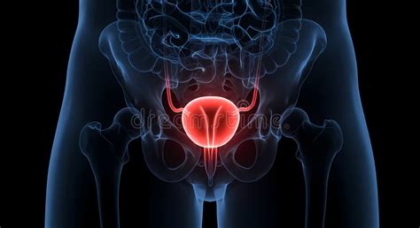 Human Ureter Anatomy Structure System Stock Illustrations 573 Human