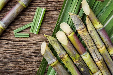 50000 Free Sugarcane Plants And Sugarcane Images Pixabay