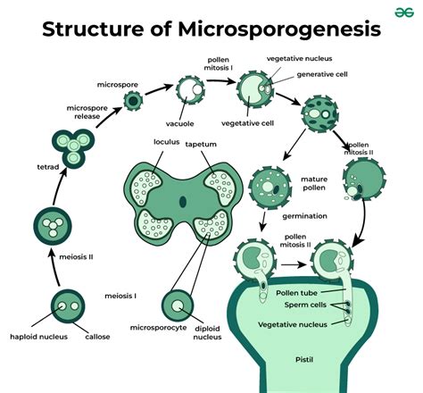 What Is Microsporogenesis Geeksforgeeks