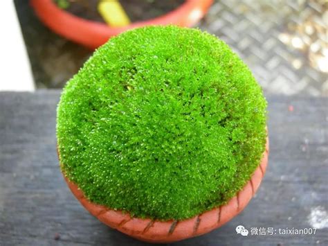 种苔藓盆要打孔吗 无孔盆种苔藓 养苔藓的花盆打不打孔 第3页 大山谷图库