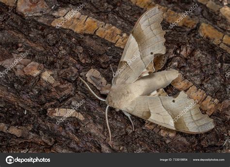 Oak Hawk Moth Marumba Quercus Beautiful Large Moth Woodlands Oak