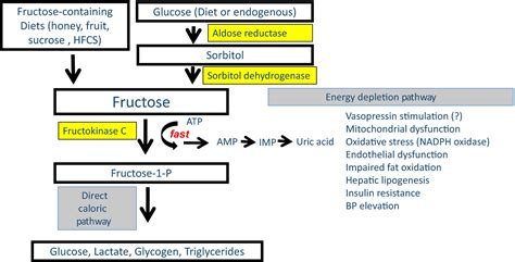 Fructose Metabolism As A Common Evolutionary Pathway Of Survival