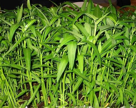 Kolmi Saag Seeds Pack Of 127 Garden And Outdoors