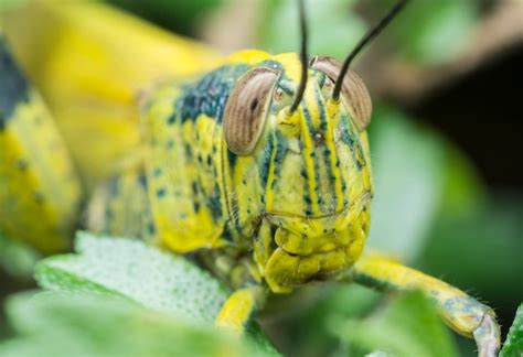 Premium Photo Closeup Of Various Species Of Colored Grasshopper