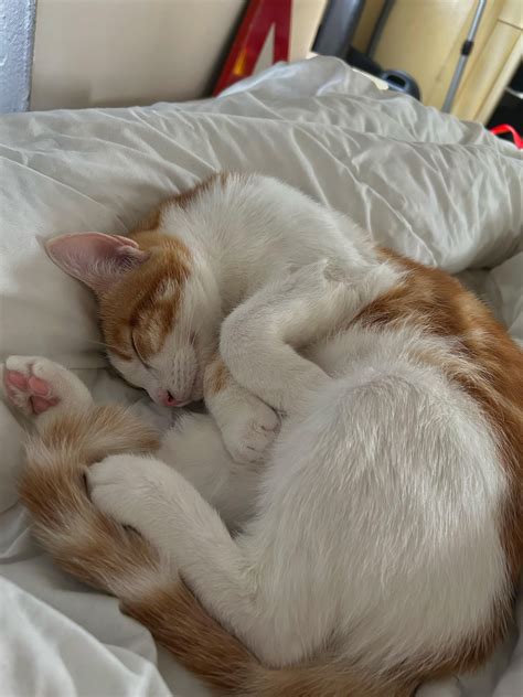 One Sleepy Orange Braincell Roneorangebraincell