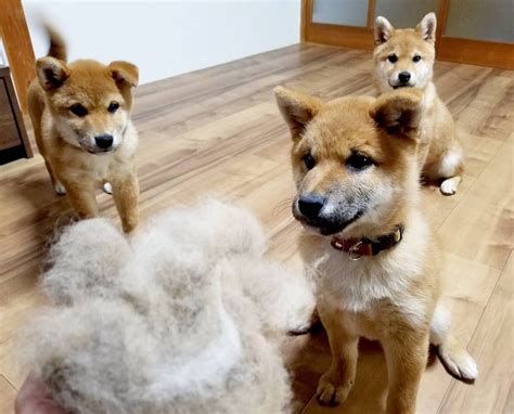 柴犬たま Shibainu Tama on Instagram おしゅし兄弟から沢山の抜け毛が 獣医さんに聞いたら夏毛冬毛の換