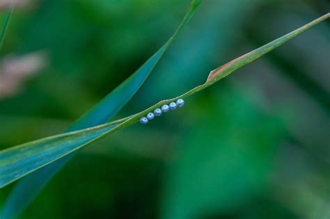 Insect Eggs Nature Wildlife Free Photo On Pixabay