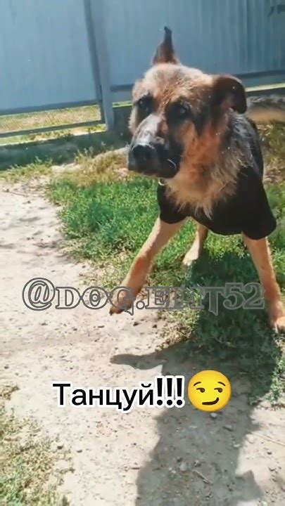 Эдит Бордер колли и немецкая овчарка Ставьте лайки если понравилось💕 Youtube