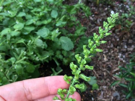 しその実の収穫時期とあく抜きの方法と、そして花穂の天ぷらからプチプチ食感が美味しい佃煮の作り方まで、簡単レシピのご紹介です。 しその実は、しそ