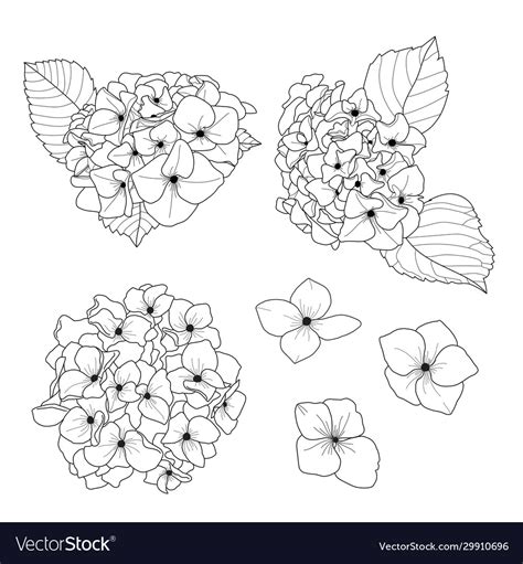 Hydrangea Drawing
