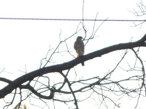 Ml627500910 Coopers Hawk Macaulay Library