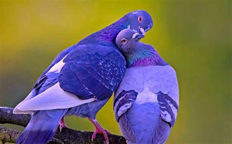 Beautiful Birds Wallpapers Top Free Beautiful Birds Backgrounds