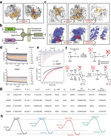 Biochemical Characterization Of Gain Of Function Mutations Revealed By