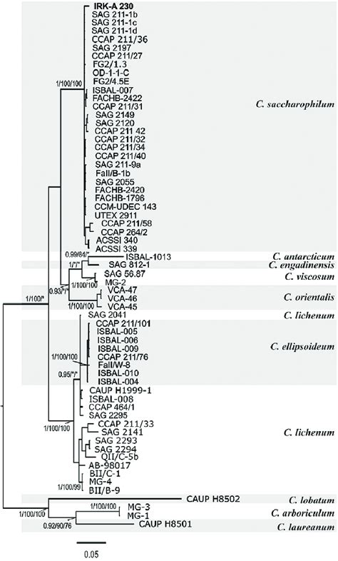 Phylogenetic Reconstruction Of The Genus Chloroidium Based On The
