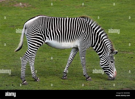 Mule Zebra