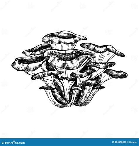 Mushroom Hand Drawn Vector Frame Isolated Sketch Organic Food D