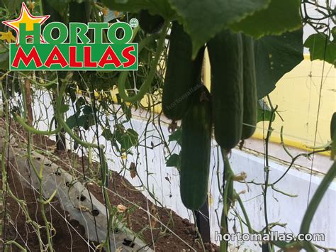 Cucumber Trellis Height How Tall Should It Be Hortomallas™