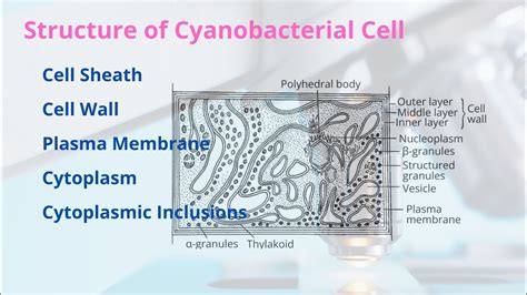 Structure Of Cyanobacterial Cell Different Parts With Diagram Easy Explanation Youtube