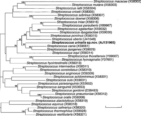 Streptococcus Urinalis Semantic Scholar