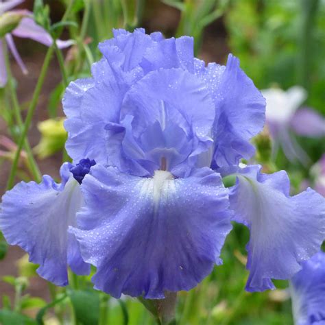 Bearded Iris Shop 69 Varieties Eden Brothers