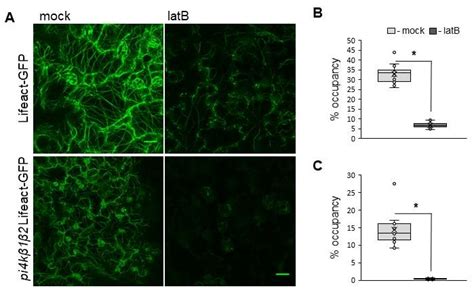 effect of latb on actin filaments organization of pi4kß1ß2 mutants a
